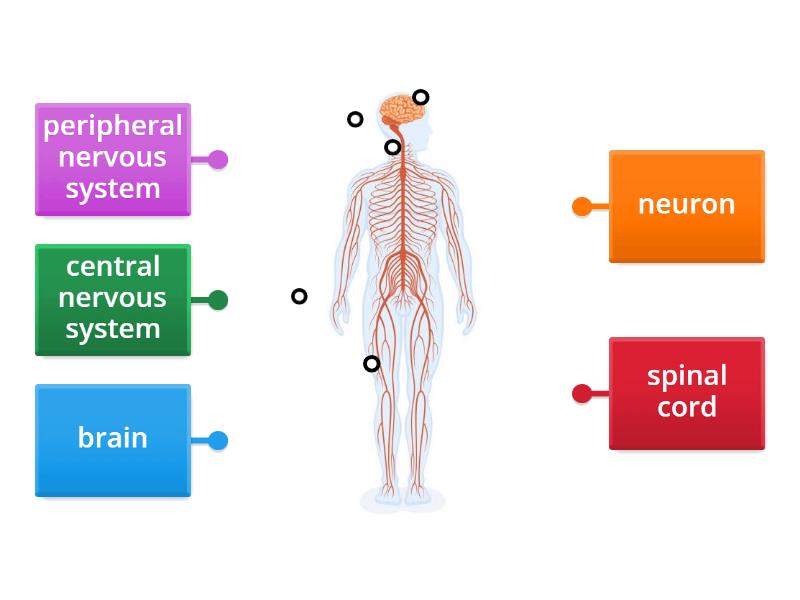 Nervous System - Labelled diagram