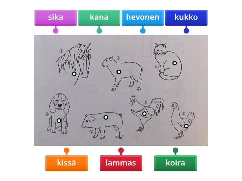 Animals - Labelled diagram