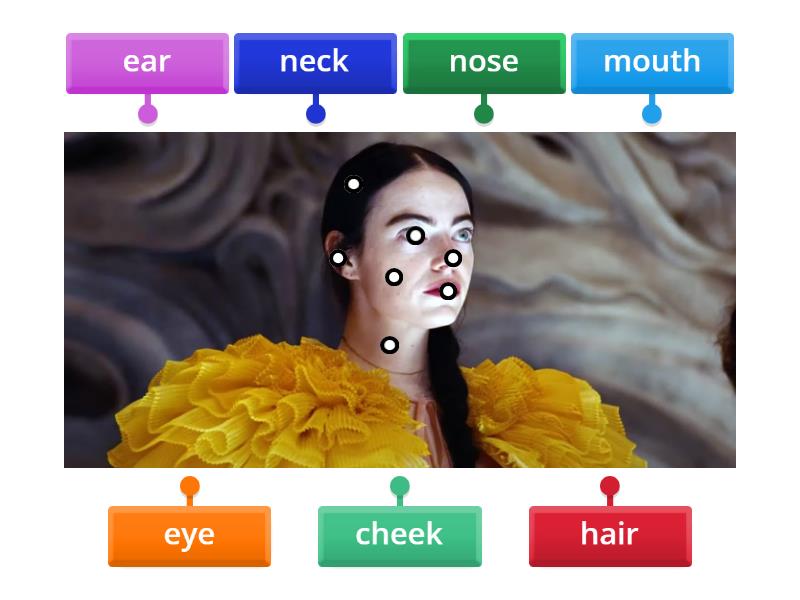 Head and Face - Labelled diagram