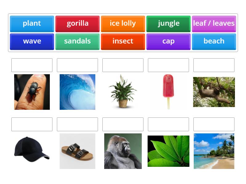 Unit6_Tropical Fun - Match up