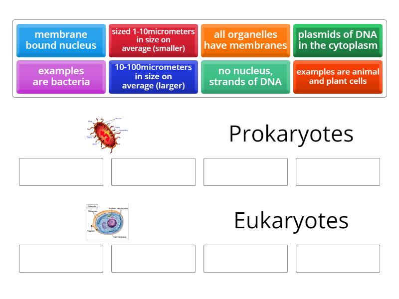 Eukaryotic and Prokaryotic cells - Group sort