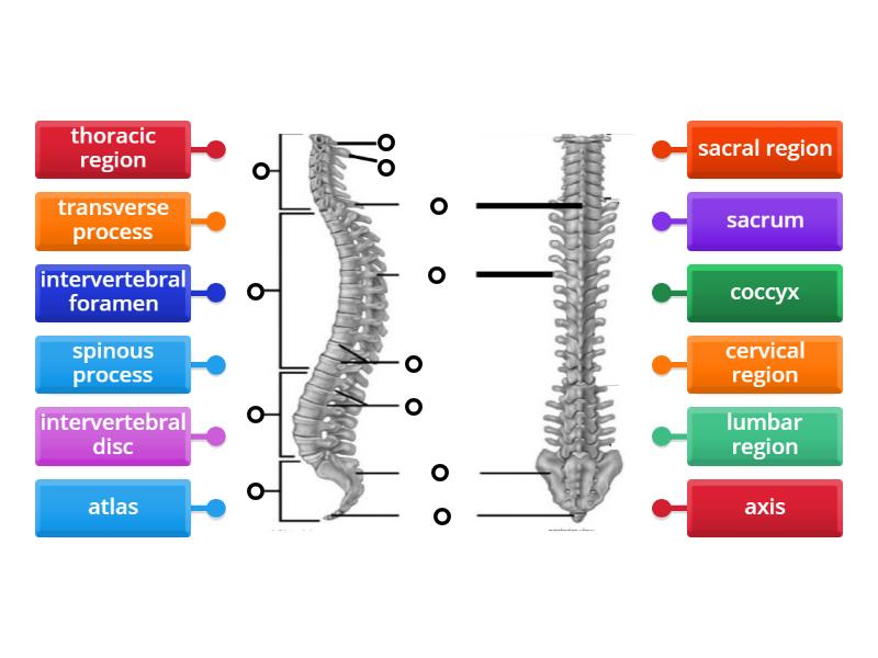 Vertebral Column Diagram Labelled Diagram