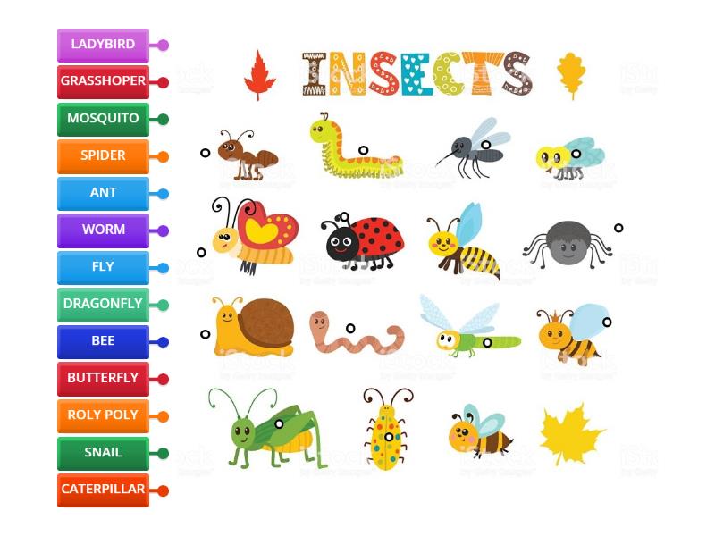 INSECTS FOR KIDS - Labelled diagram