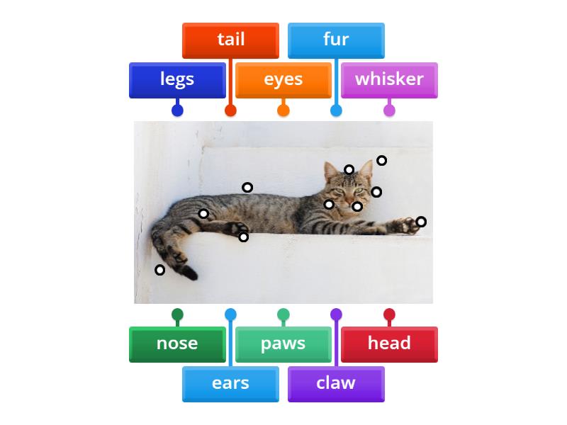 Animals´ parts - Labelled diagram