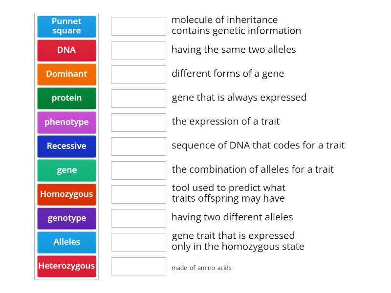 Genetics - Match up