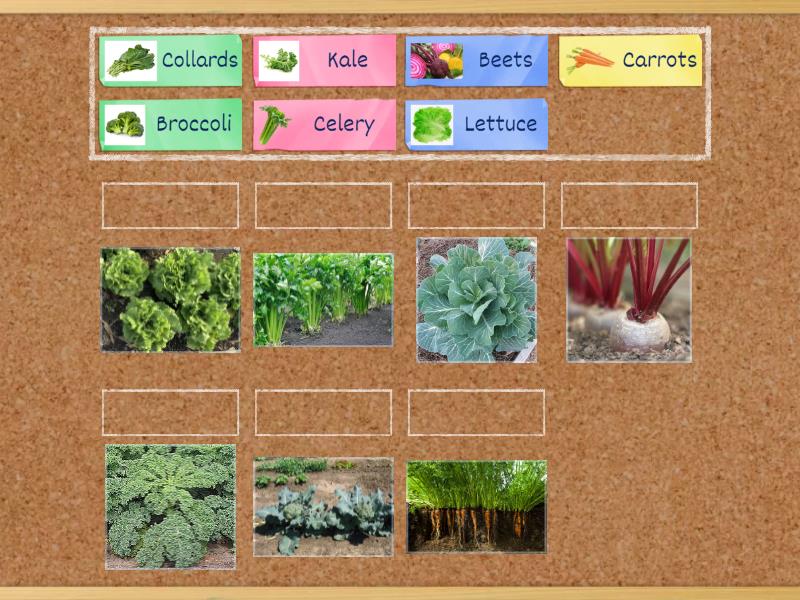 Cold-Crop Vegetable and Plant Match - Match up