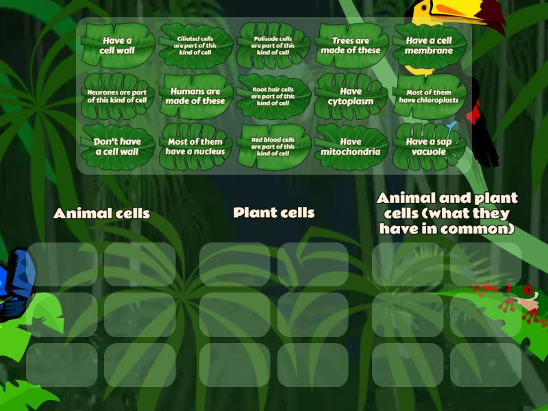 Animal and plant cells, revision - Group sort