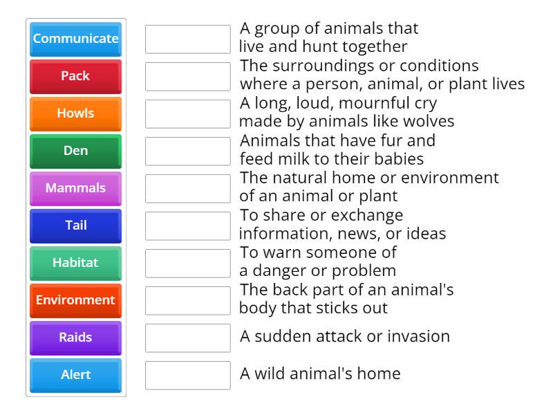 G3 Wonders Gray Wolf Red Fox - Match up