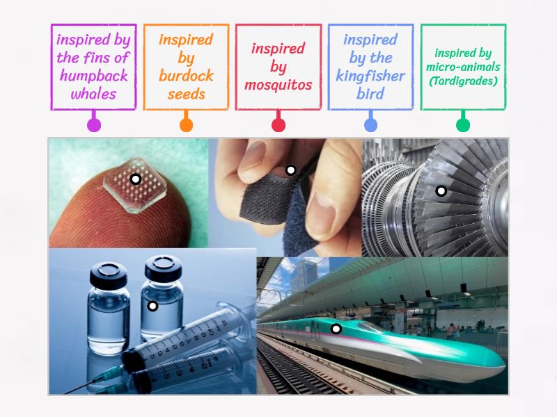 Biomimicry Breakthroughs - Labelled diagram
