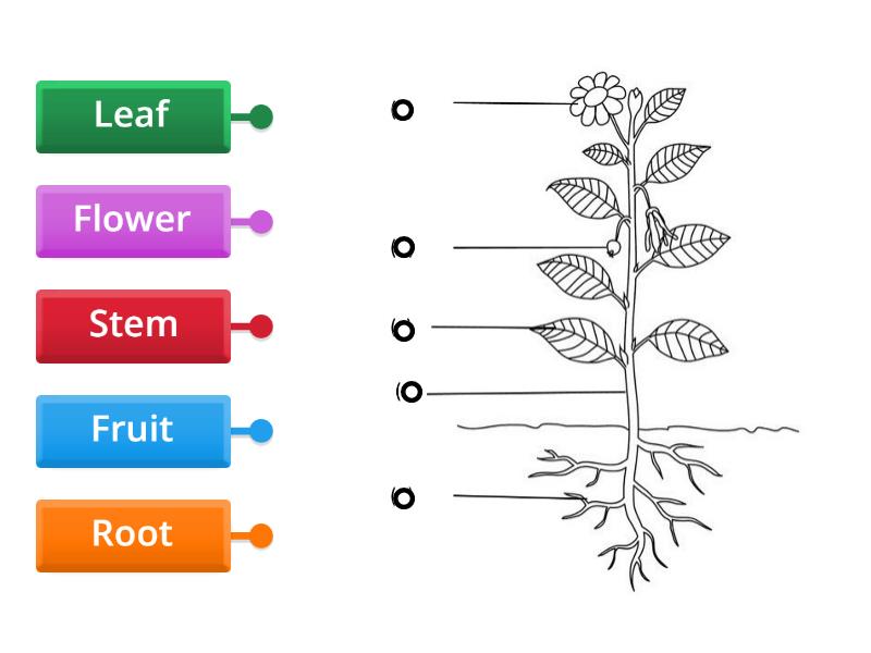 Parts of a plant - Labelled diagram