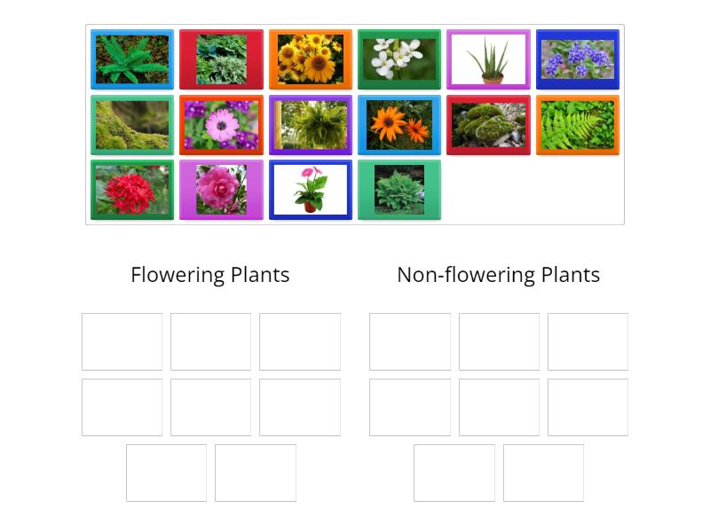Flowering & Non-flowering Plants - Group sort