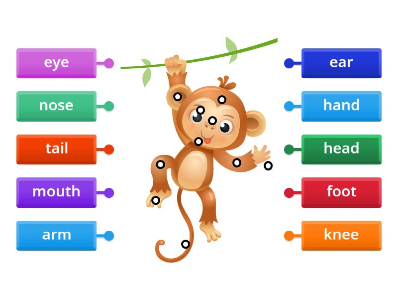 Body and Face Parts- Monkey Edition - Labelled diagram