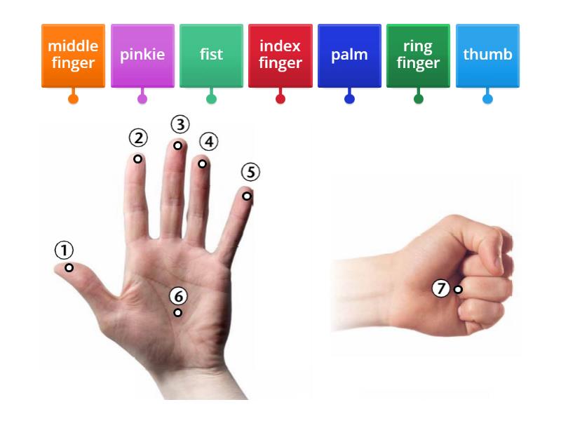 TN1, Unit 2, lesson 3, The hand - Labelled diagram