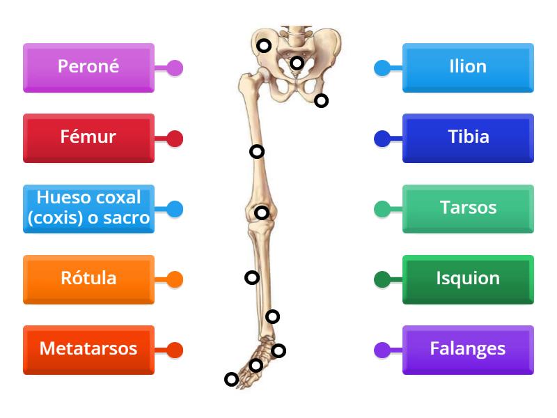 Huesos extremidades inferiores - Labelled diagram
