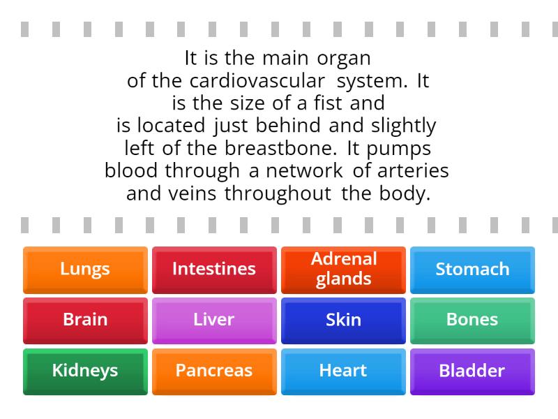 Body Organs and their functions - Find the match