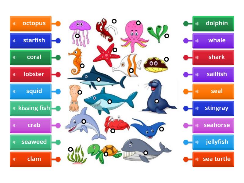 Sea Life Vocabulary - Labelled diagram