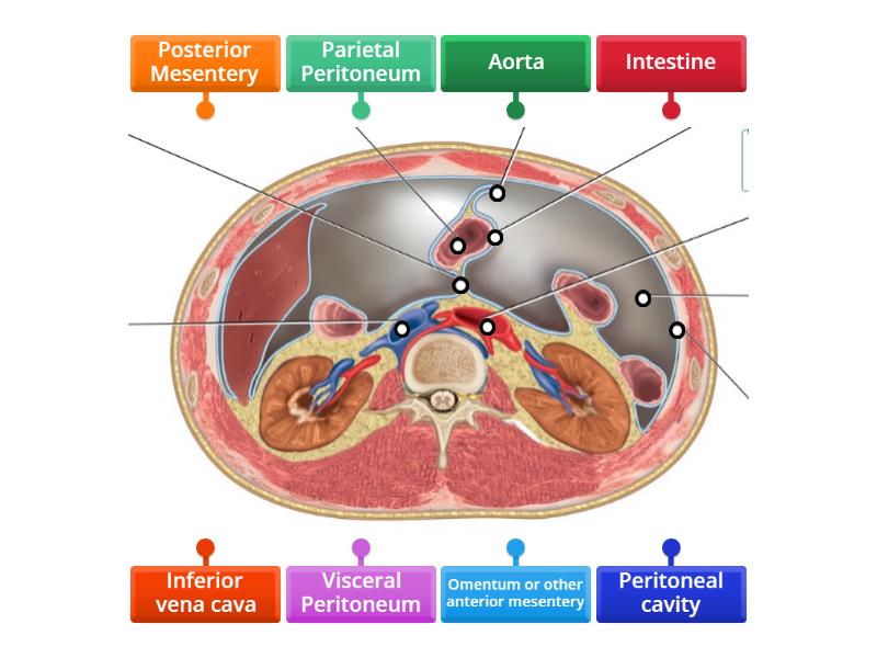 Peritoneal Cavity - Labelled diagram