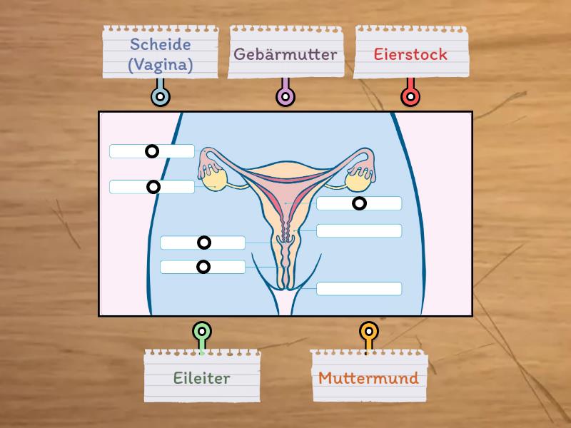 Weibliche Geschlechtsorgane Von Vorn 2 Labelled Diagram