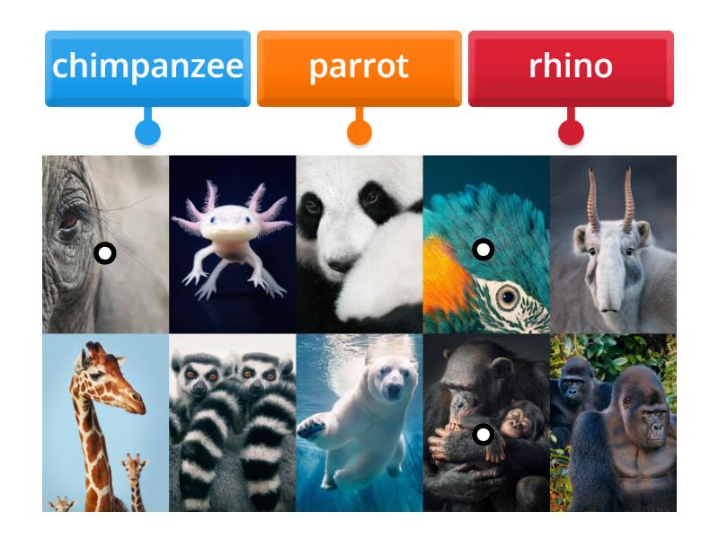 endangered animals - Labelled diagram