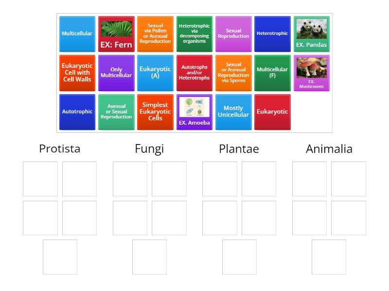 Kingdom Card Sort - Group sort