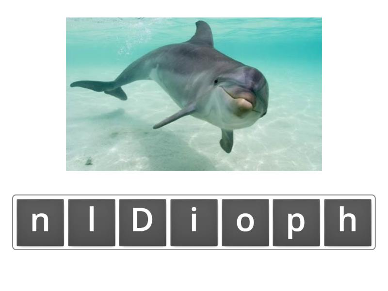 Animals - Anagram