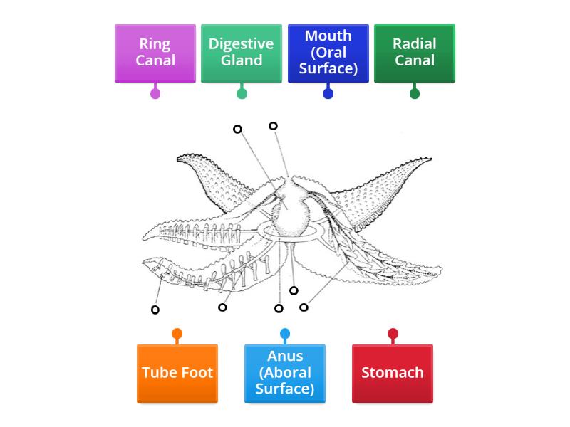 Starfish Model - Labelled diagram