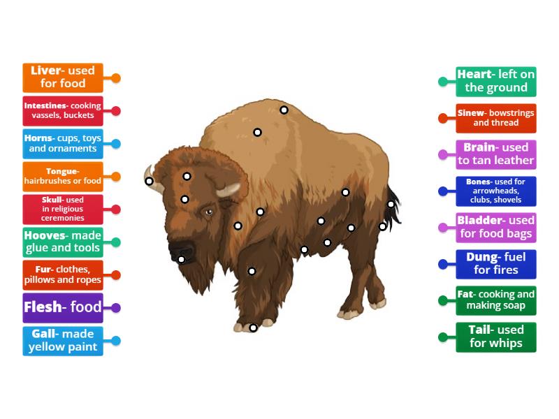 The Buffalo - Labelled diagram