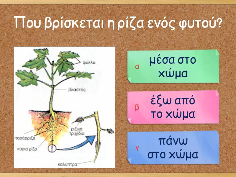 : Τα μέρη του φυτού - Κουίζ