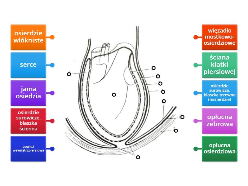 Anatomia. Worek osierdziowy. - Labelled diagram Anatomia. Worek osierdziowy. - Labelled diagram