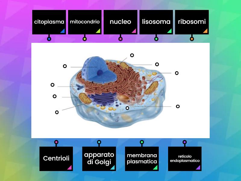Cellula eucariotica animale: completa lo schema (lavoro svolto da Luana ...