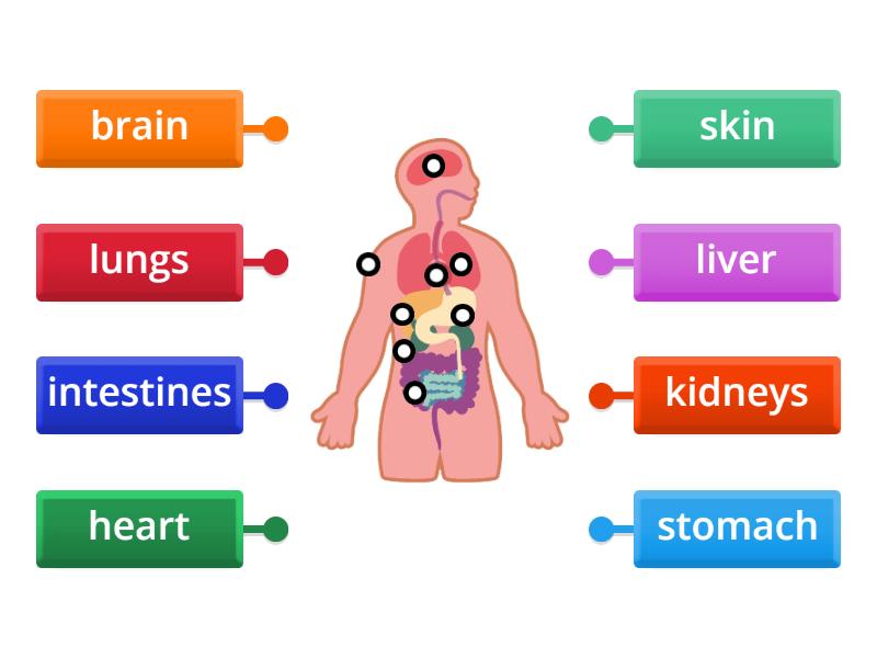 lable the organs of the body - Labelled diagram