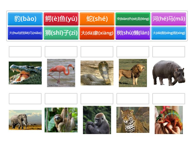 G2 rainforest animal - Match up