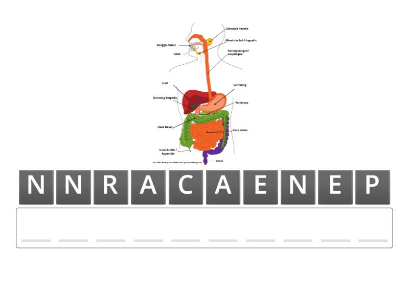 IPAS Grade 5 - Anagram