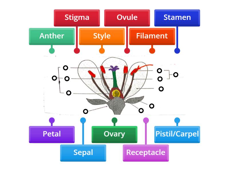 9th Grade AAC Biology Flower Labeling (Angiosperms) 9th Grade AAC ...