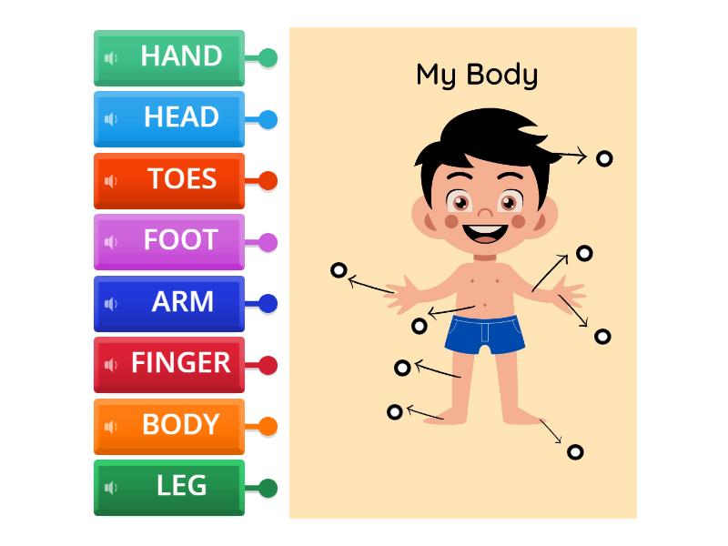 THE BODY - Labelled diagram