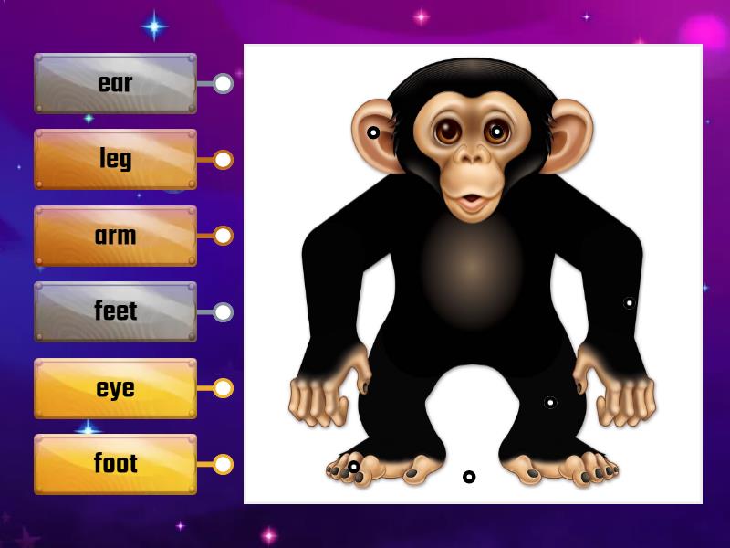 Monkey the body - Labelled diagram