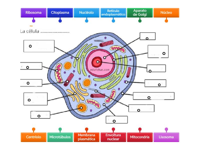 Celula eucariota animal y sus organelas - Diagrama con etiquetas