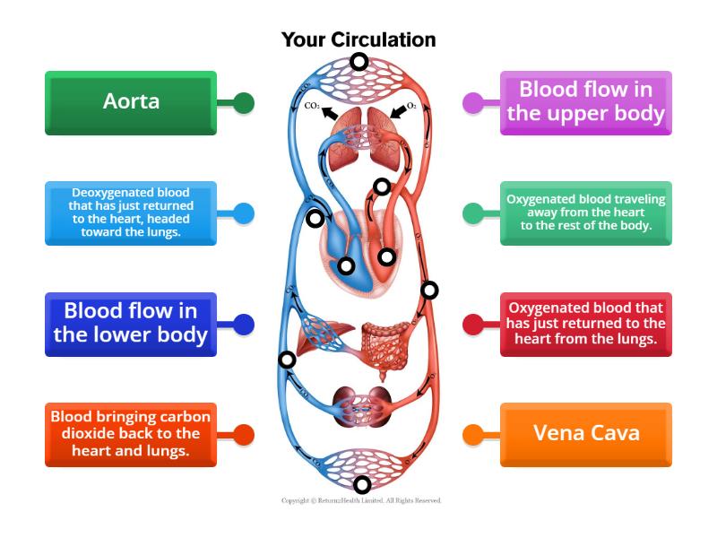 Blood circulation - Labelled diagram