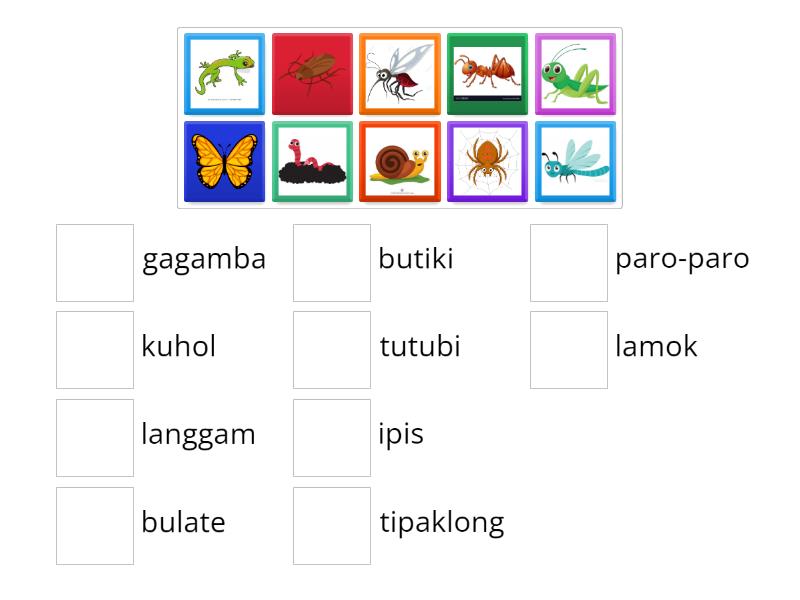 Mga insekto - Match up