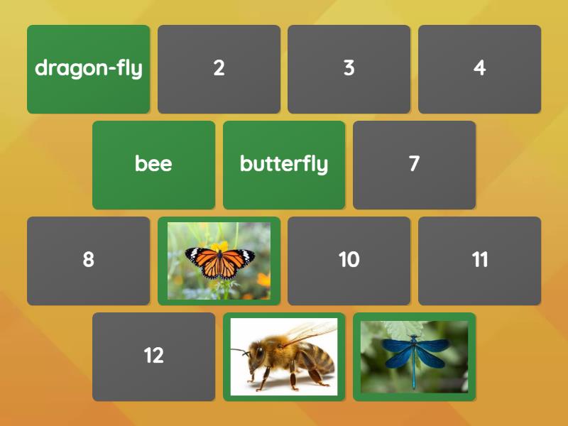 Insects - Matching pairs