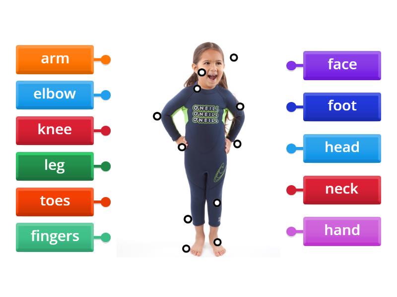 External Body Parts of a Human Body - Labelled diagram