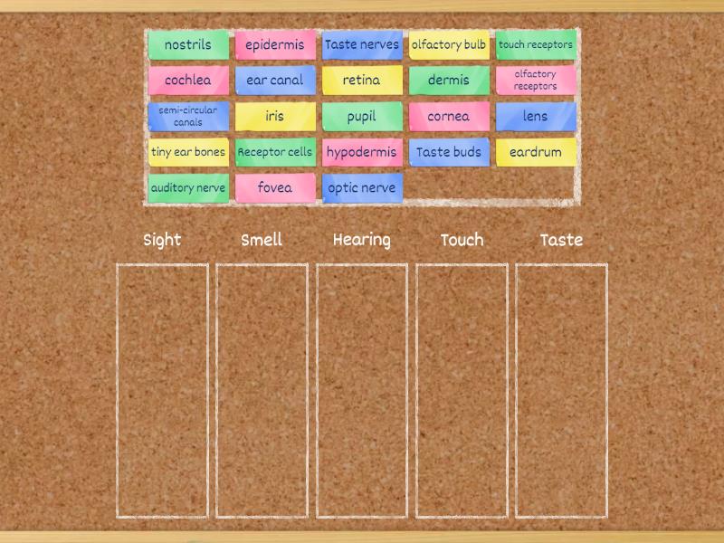 Interpreting our world. How do our senses do? - Ordenar por grupo