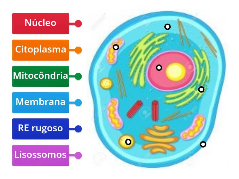 ATIVIDADE Partes da célula - Imagem com legenda