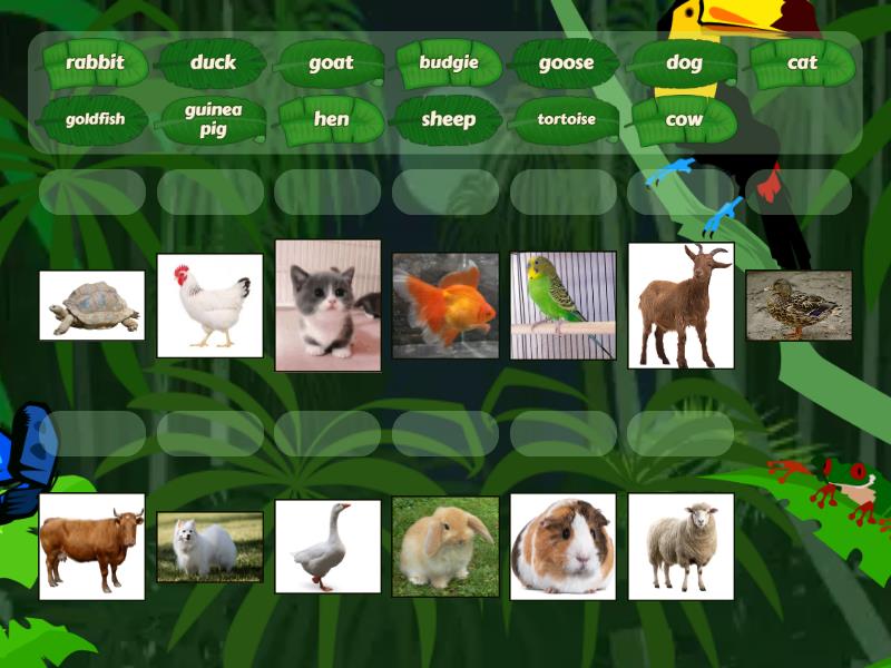 Spotlight 5 Module 5c pets and farm animals - Une las parejas
