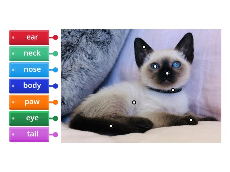 Cat body - Labelled diagram