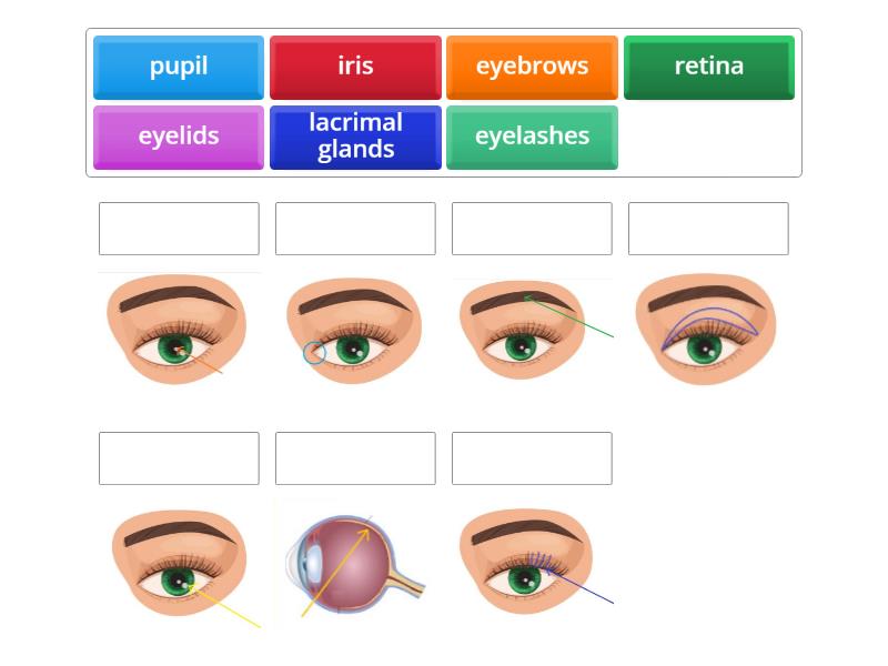 THE SENSE OF SIGHT - Match up