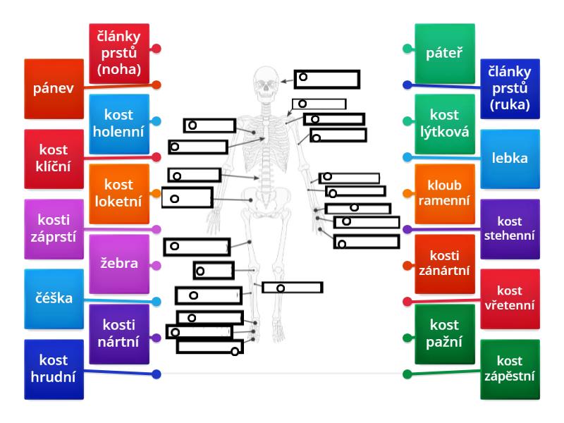 Kostra člověka - Labelled diagram