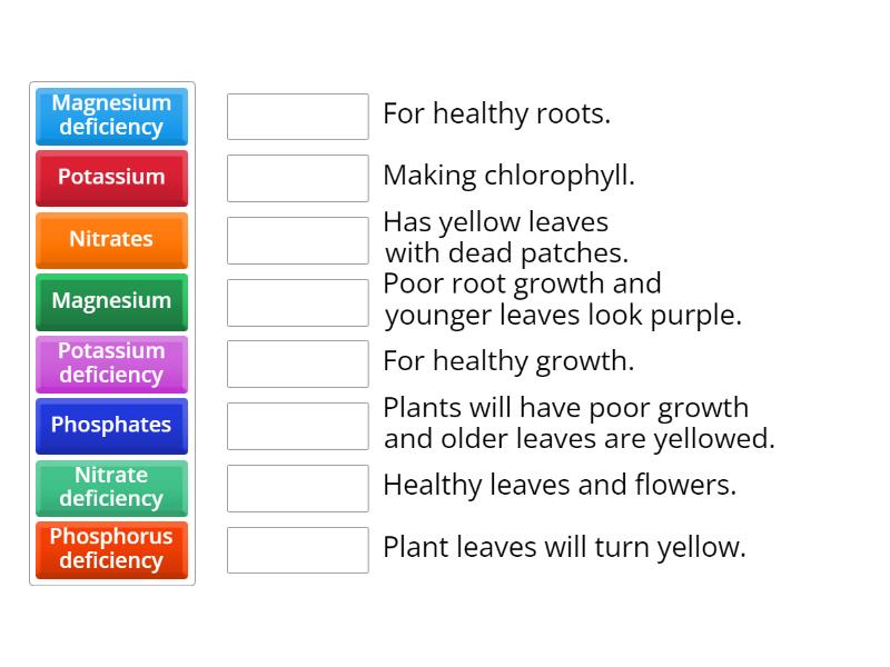 Y8 Plant Minerals - Match up