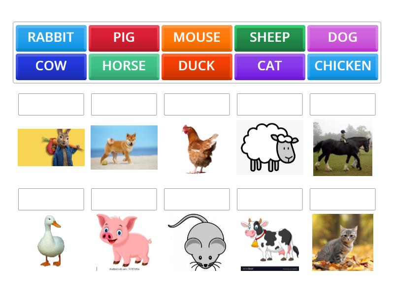 FARM ANIMALS 10 - Match up
