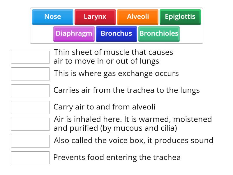 Respiratory System Functions - Match up